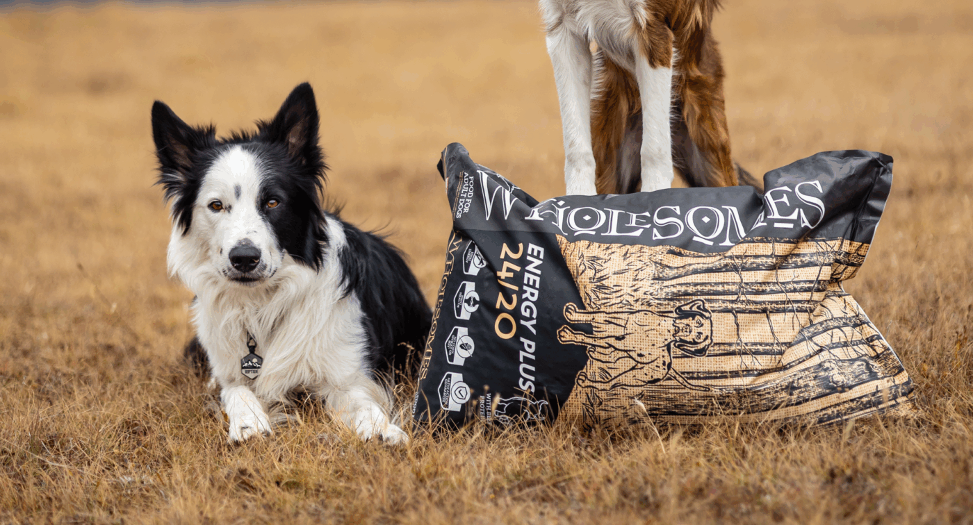 How to Winterize a Dog Kennel: A Comprehensive Guide - Wholesomes Pet Food