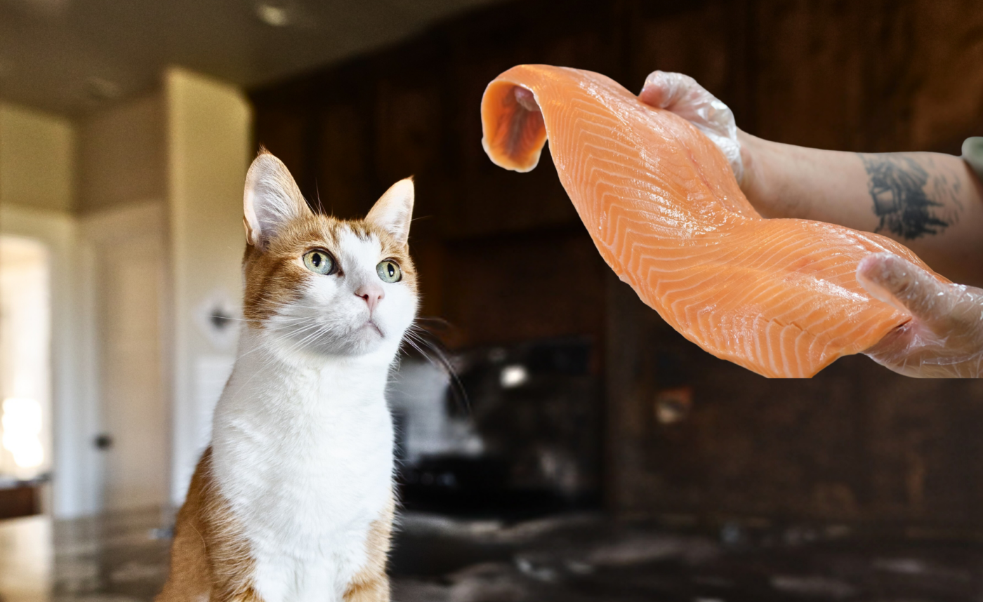 Can Cats Eat Salmon? A Guide to Safe and Healthy Feeding - Wholesomes ...