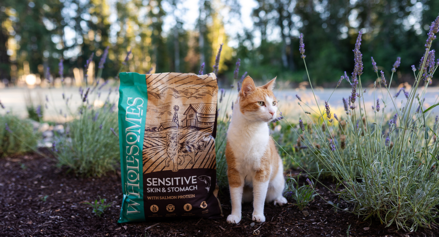 Can Cats Eat Salmon? A Guide to Safe and Healthy Feeding - Wholesomes ...