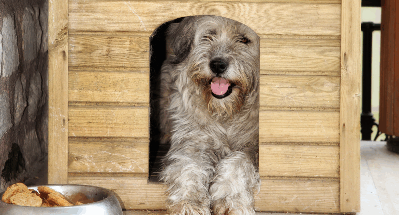 How to Winterize a Dog Kennel: A Comprehensive Guide - Wholesomes Pet Food