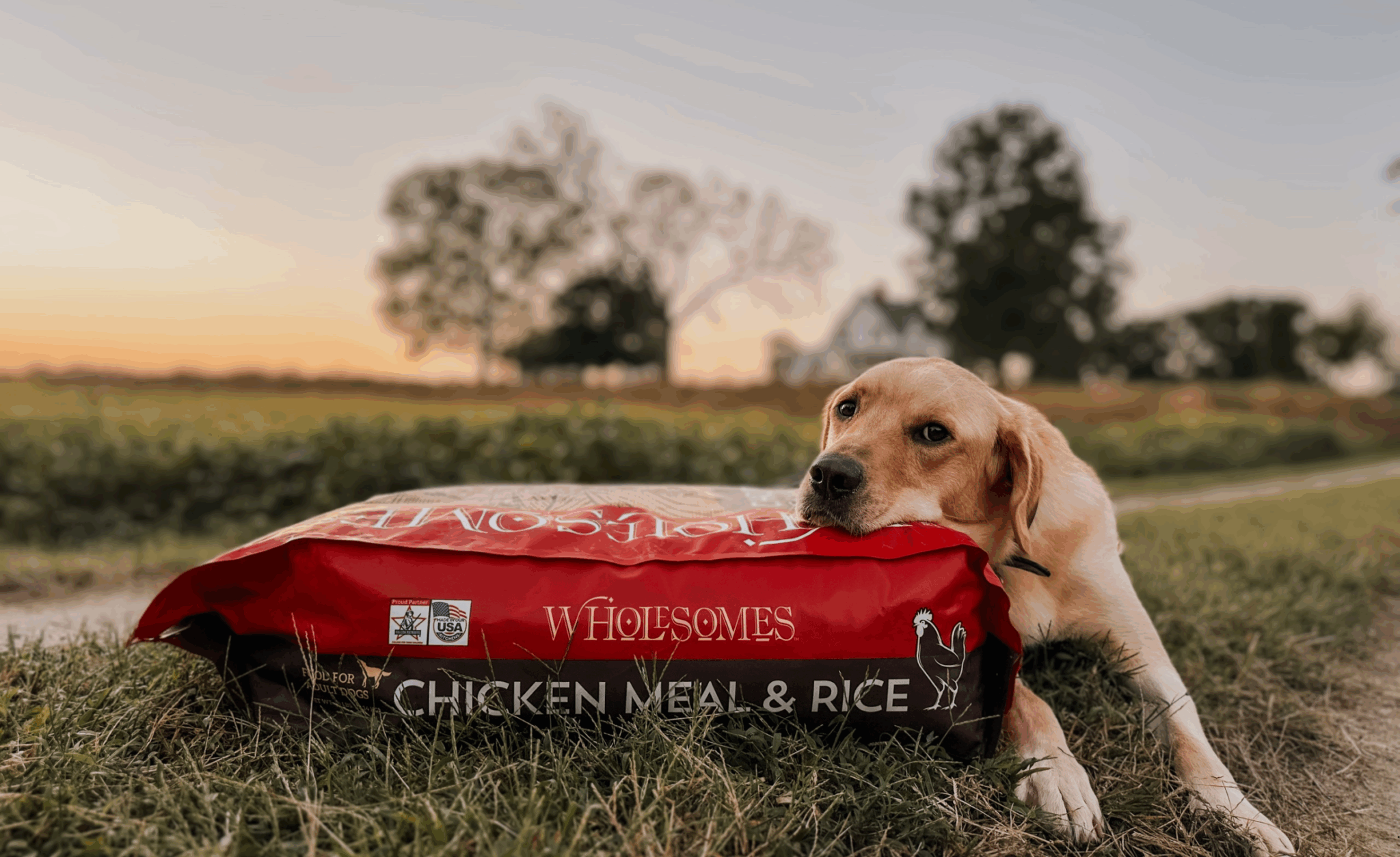 Is Rice Good for Dogs? - Wholesomes Pet Food