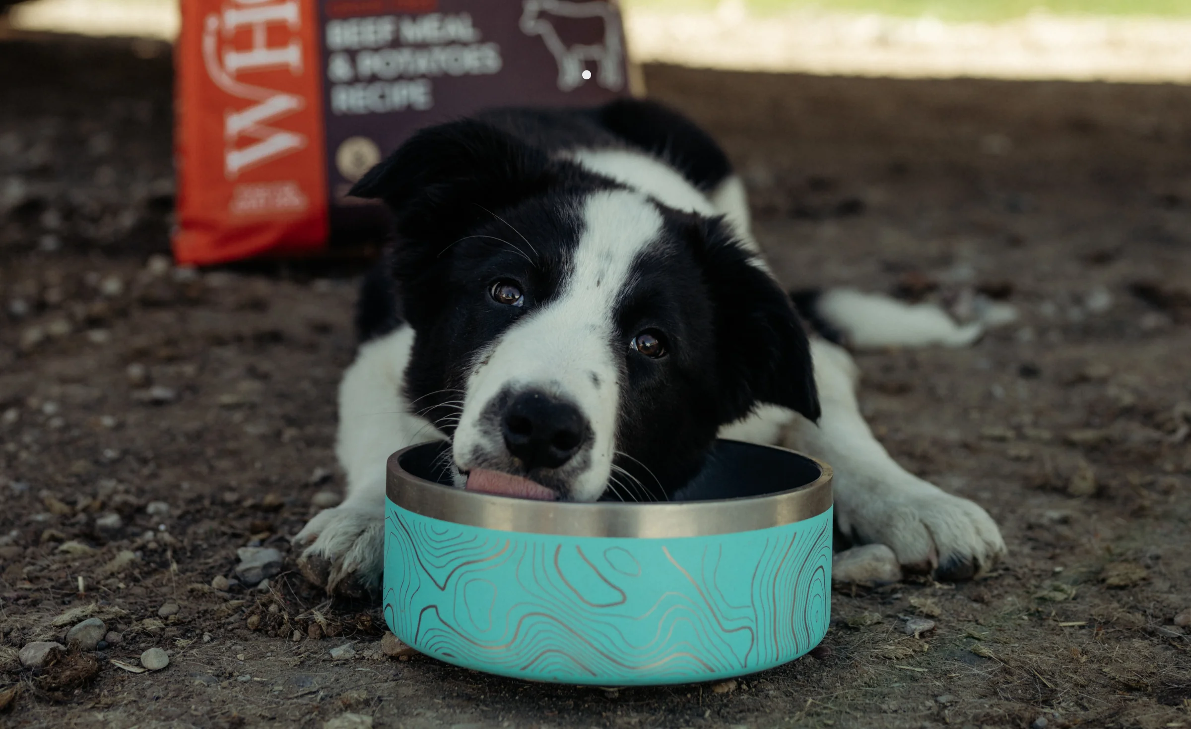 How to Choose a New Dog Food: A Pet Owner’s Guide - Wholesomes Pet Food