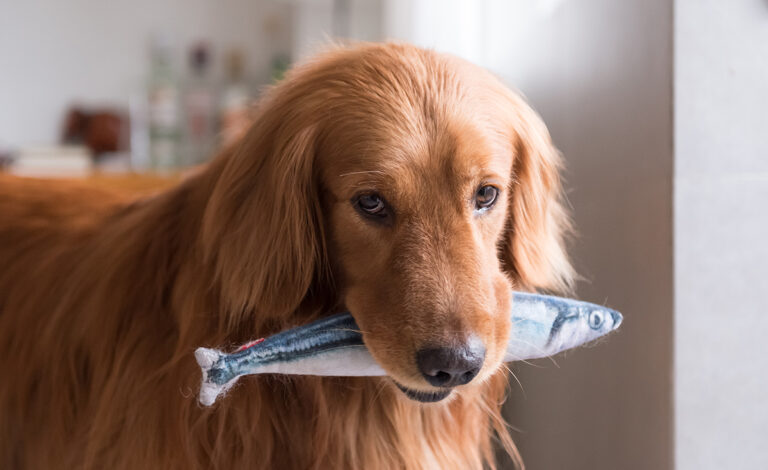 Can Dogs Eat Fish? Benefits, Risks, and Safe Feeding Tips - Wholesomes ...