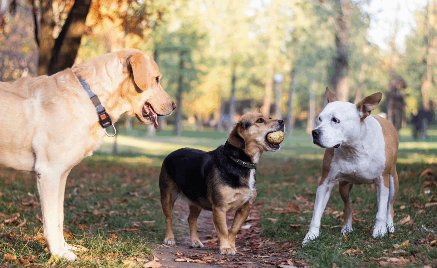 Top 5 Ways to Help Your Dog Build Confidence in Socialization ...